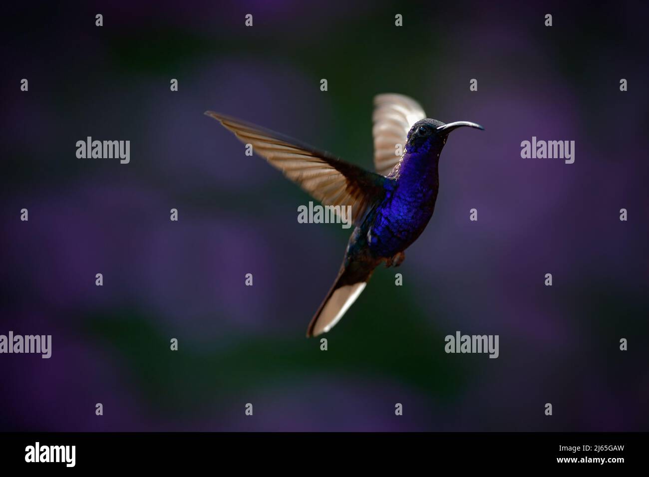 Flying big blue Hummingbird Violet Sabrewing with blurred dark violet ...