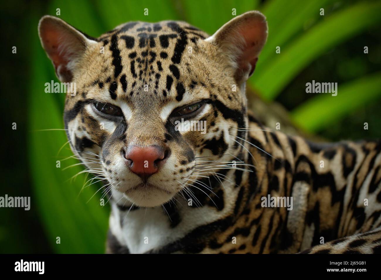 Detail portrait of ocelot, nice cat margay sitting on the branch in the costarican tropical ...