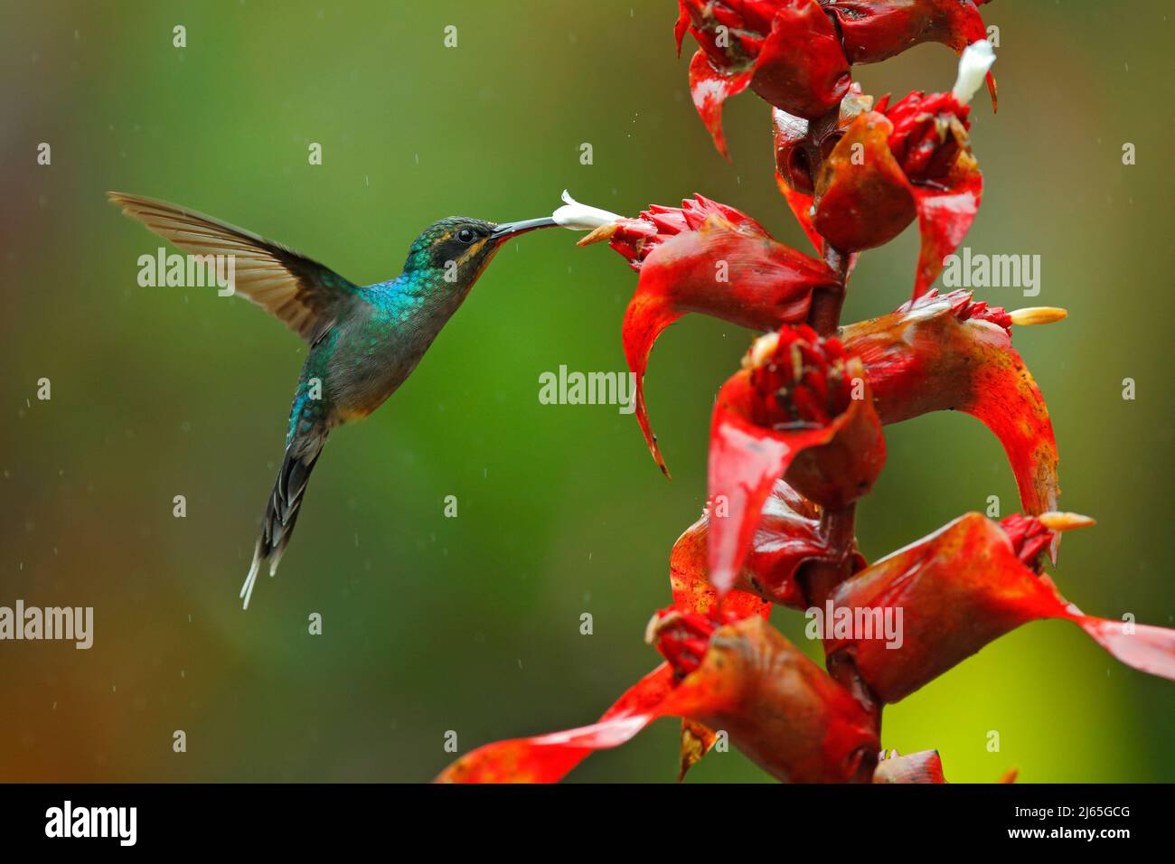 Green Hermit, Phaethornis guy, rare hummingbird from Costa Rica, green ...