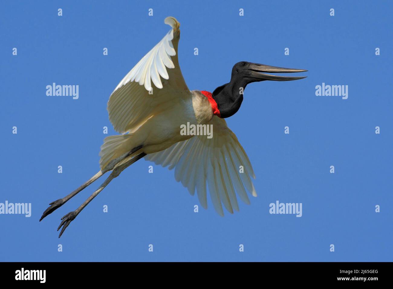 Jabiru, Jabiru mycteria, flying white bird with blue sky, Pantanal ...