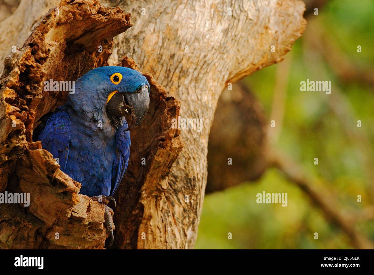 Big blue parrot Hyacinth Macaw, Anodorhynchus hyacinthinus, in tree ...