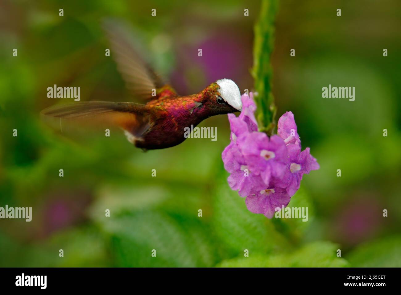 Snowcap, Microchera albocoronata, rare hummingbird from Costa Rica, red ...