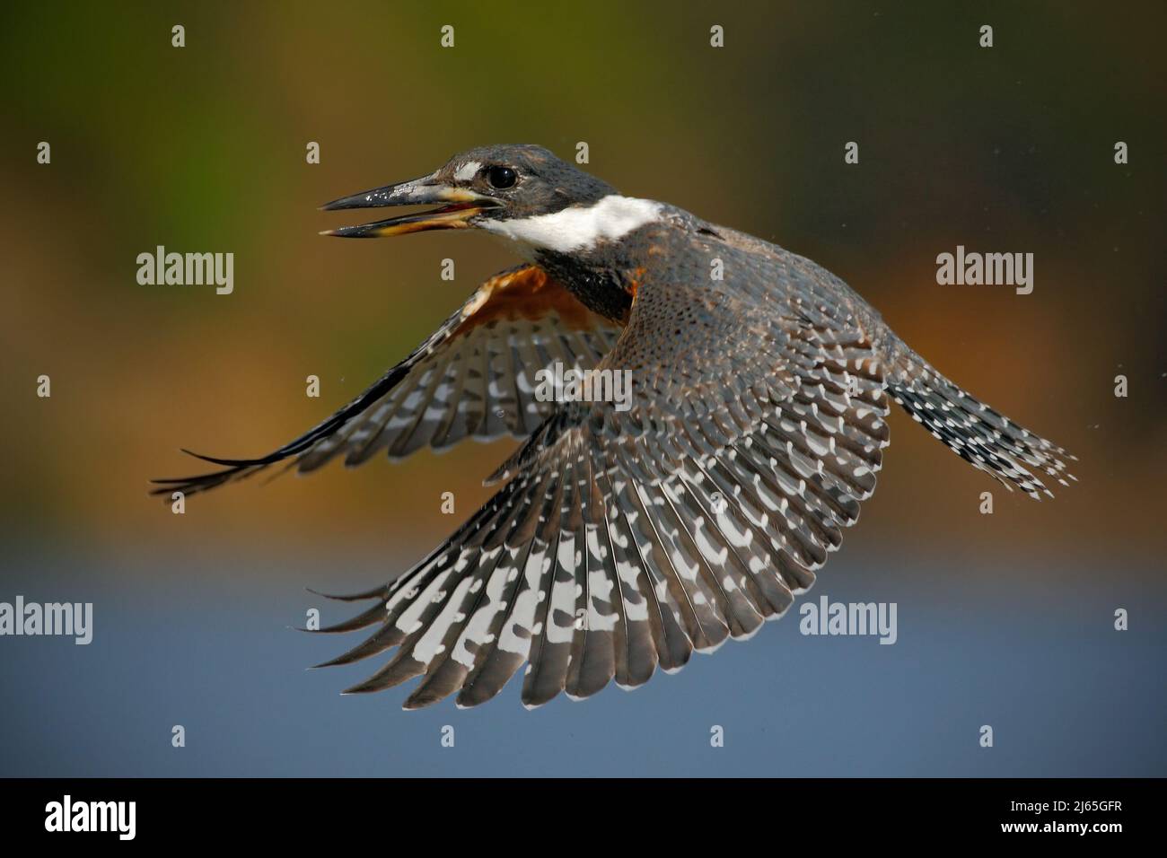 Flying bird Ringed Kingfisher above blue river with open bill, action ...