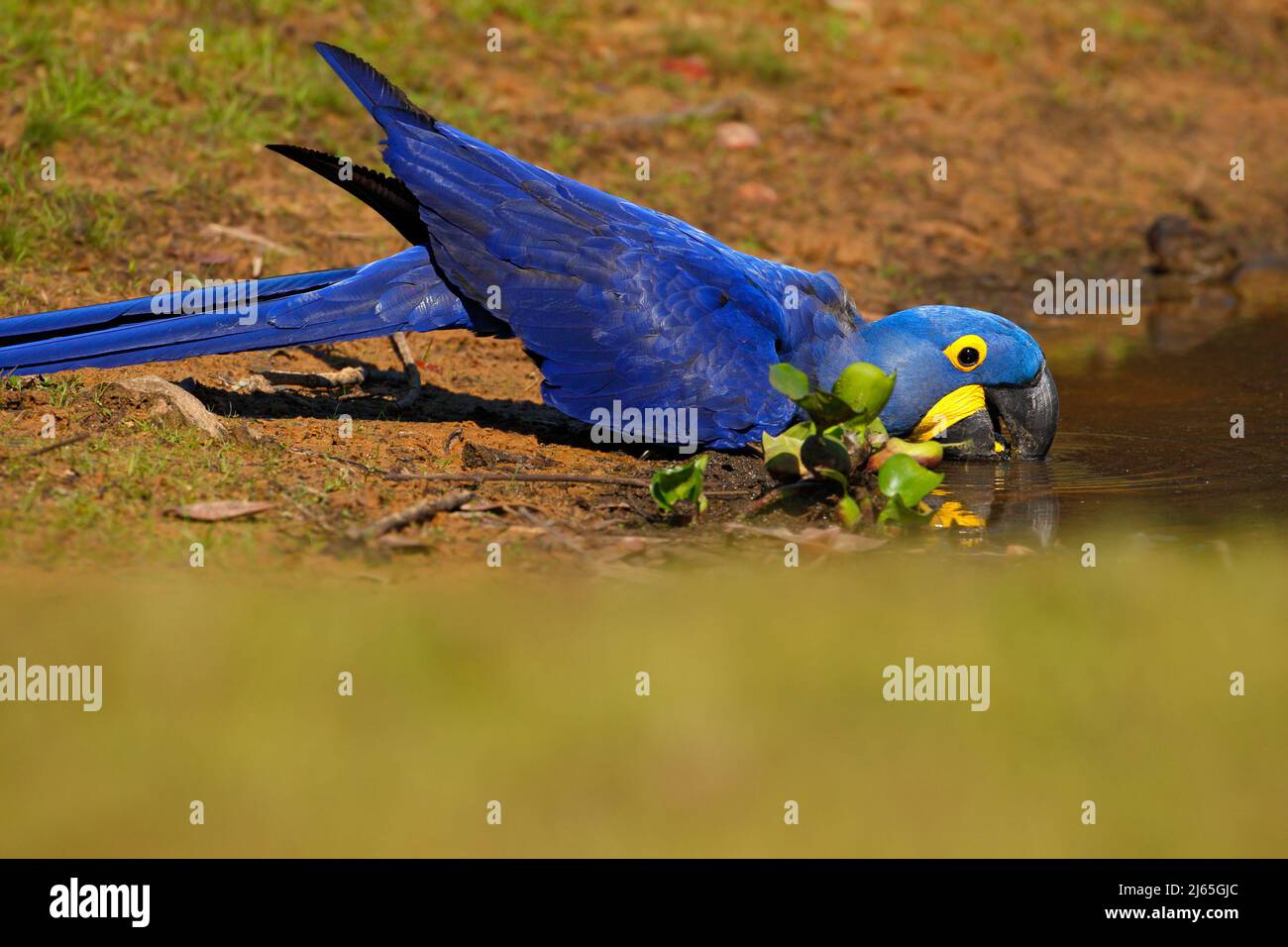 Big blue parrot Hyacinth Macaw, Anodorhynchus hyacinthinus, drinking ...