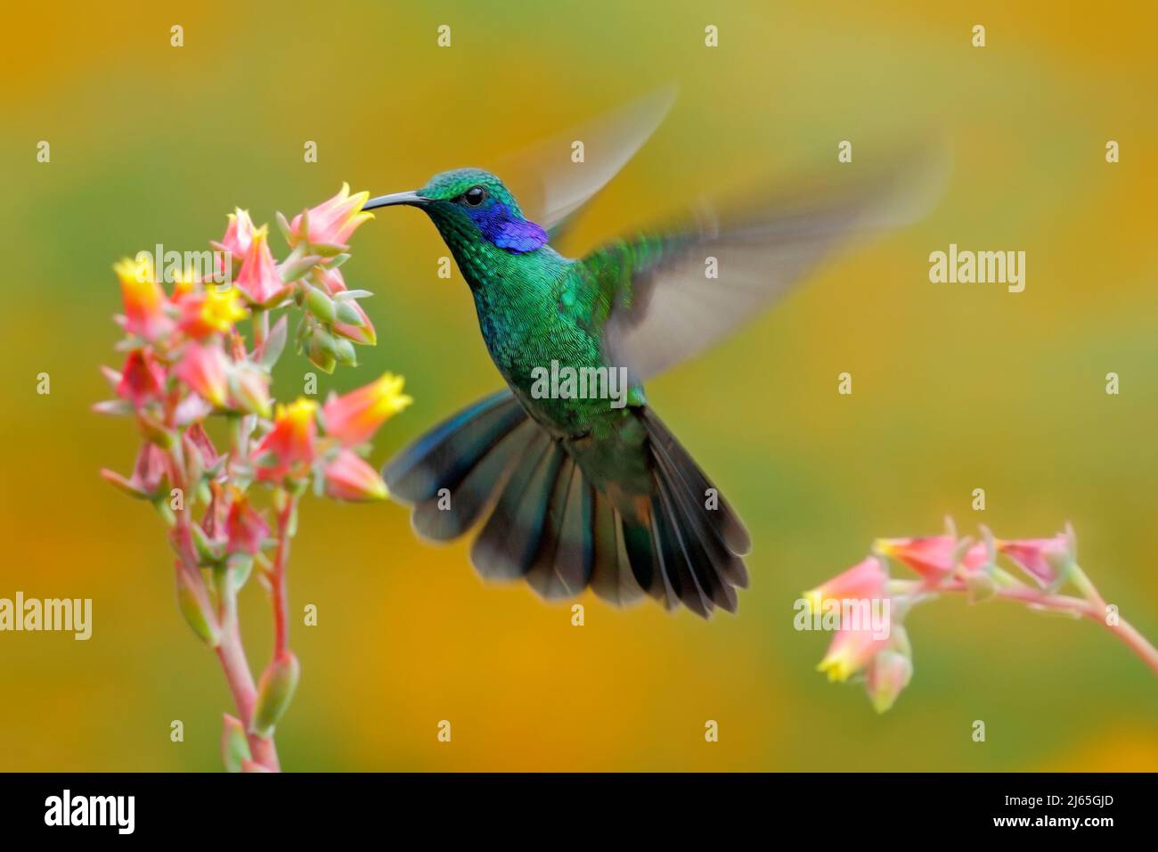 Hummingbird Green Violet-ear, Colibri thalassinus, bird fling next to ...