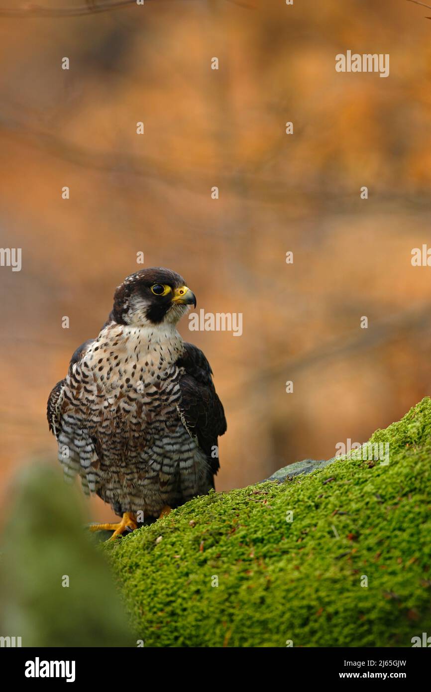 Bird of prey Peregrine Falcon sitting on the moss stone with orange ...