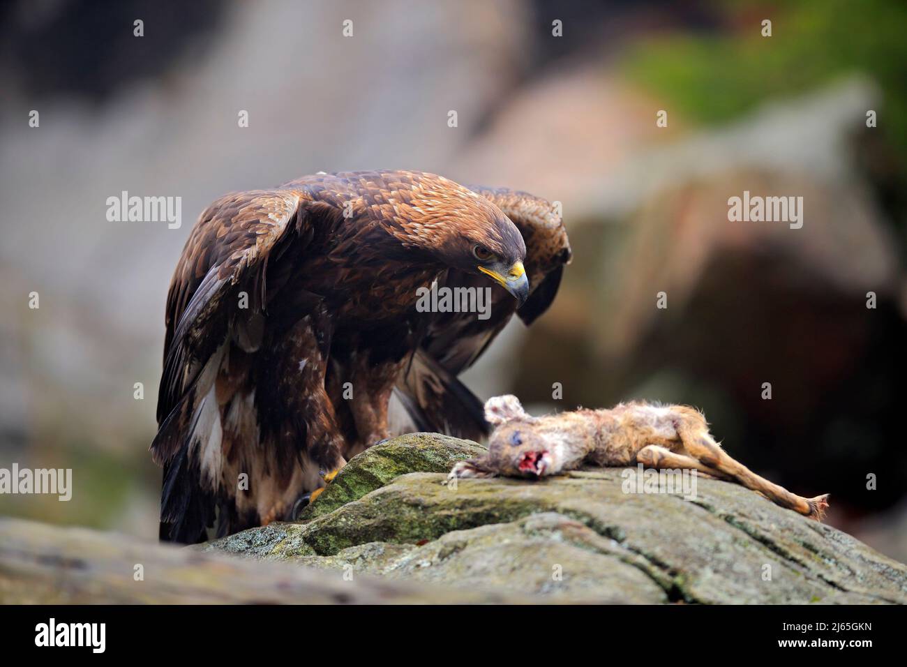 Golden Eagle Hunting Deer