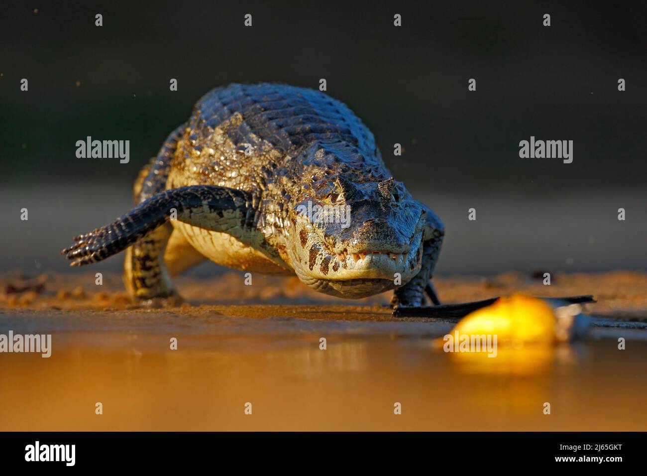 Yacare Caiman, crocodile hunting fish piranha with evening sun in the ...