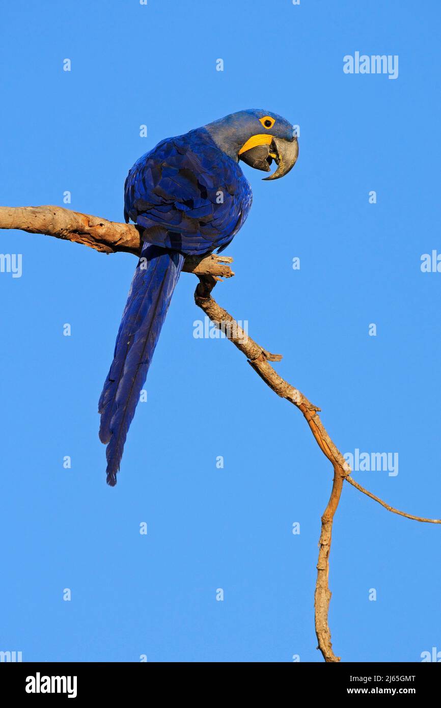 Big blue parrot Hyacinth Macaw, Anodorhynchus hyacinthinus, sitting on ...