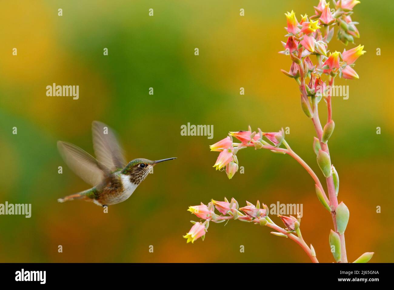 Scintillant Hummingbird, Selasphorus scintilla, tiny bird, smallest ...