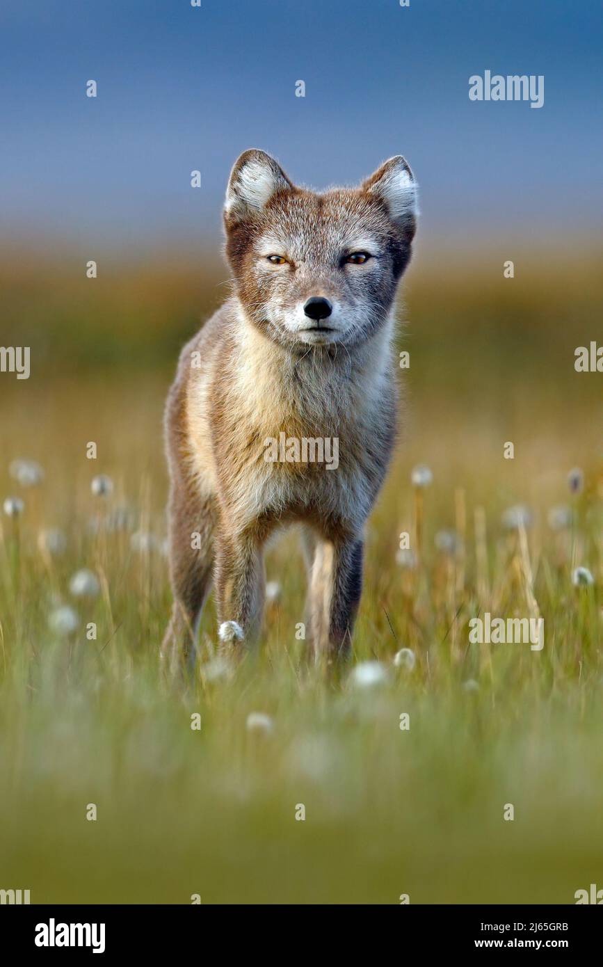 Arctic Fox, Vulpes lagopus, cute animal portrait in the nature habitat ...