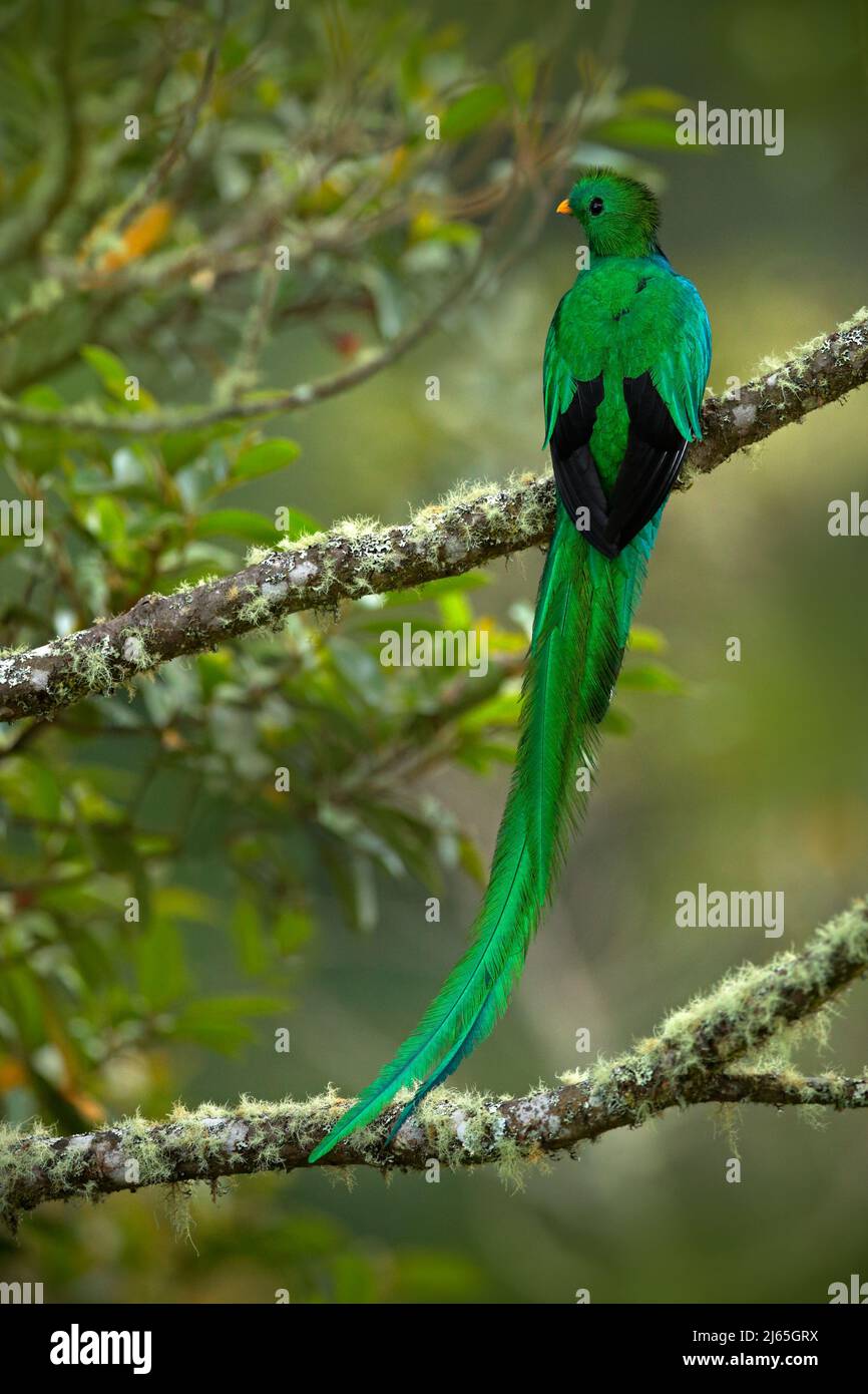 Magnificent sacred green and red bird Resplendent Quetzal (Pharomachrus ...