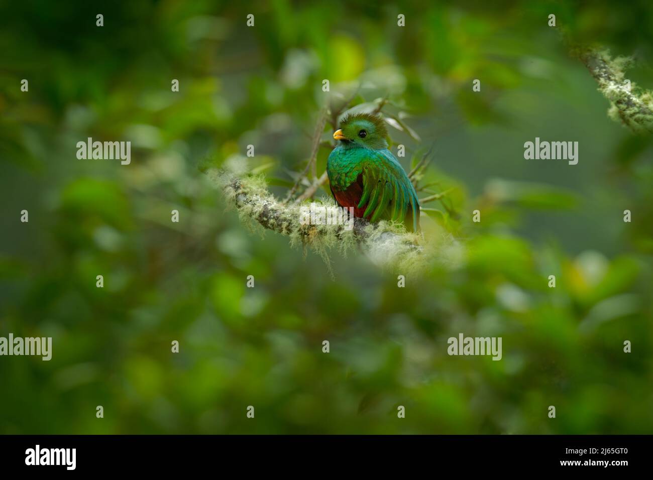 Magnificent sacred green and red bird Resplendent Quetzal (Pharomachrus ...