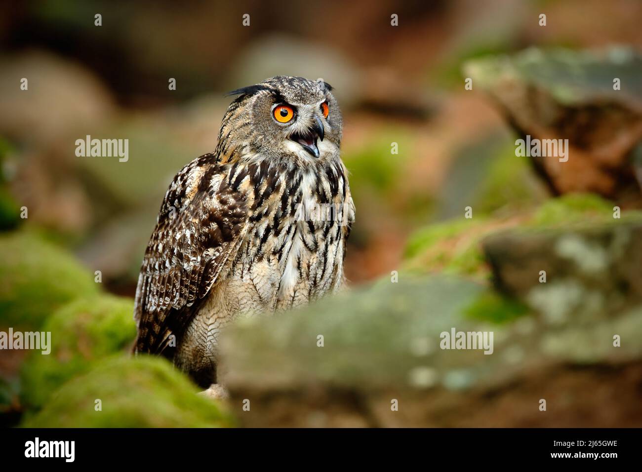 Big Eurasian Eagle Owl, Bubo bubo, with open bill in rock with green ...