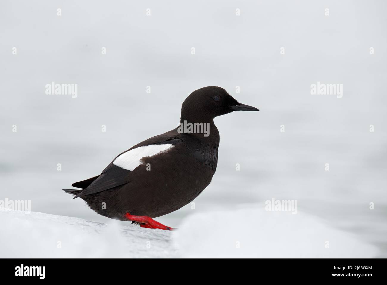 Black Guillemot, Cepphus grylle, black water bird with red legs ...