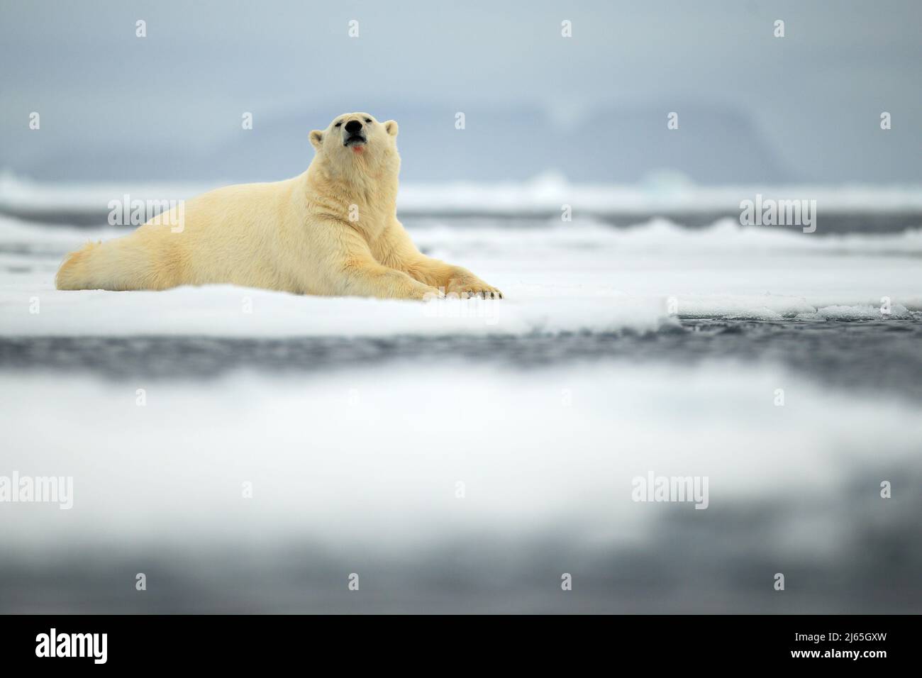Lying polar bear on drift ice arctic Svalbard Stock Photo - Alamy