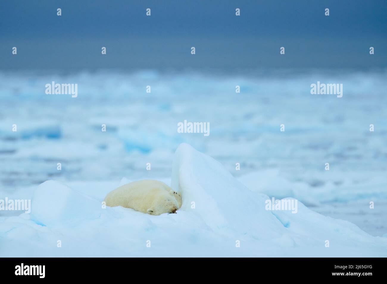 Polar bears, sleeping big cute animal on drift ice with snow and dark ...