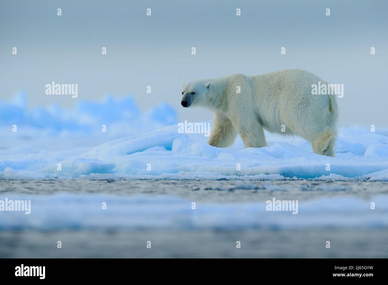 Big polar bear on drift ice with snow in Arctic Svalbard Stock Photo ...