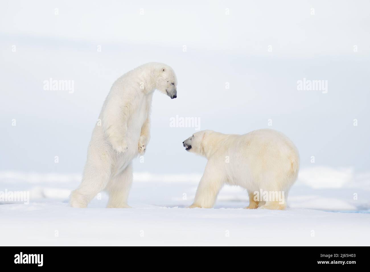 Polar fight on the ice. Two polar bear fighting on drift ice in Arctic ...