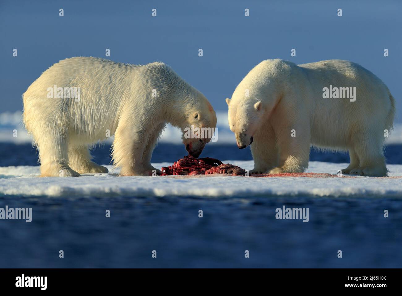 Couple of polar bears tearing hunted bloody seal skeleton in Arctic ...
