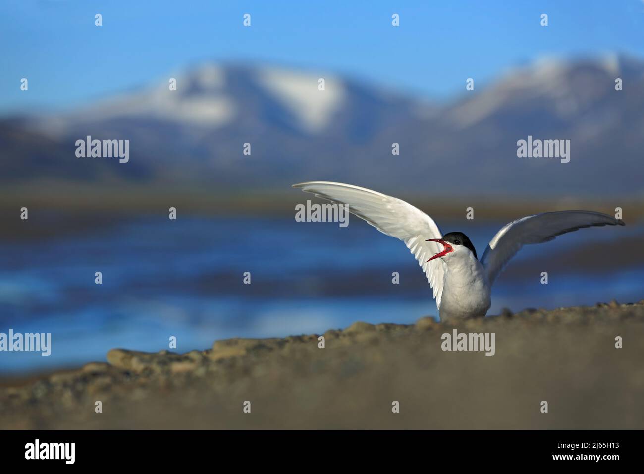 White bird with black cap, Arctic Tern, Sterna paradisaea, with Arctic ...