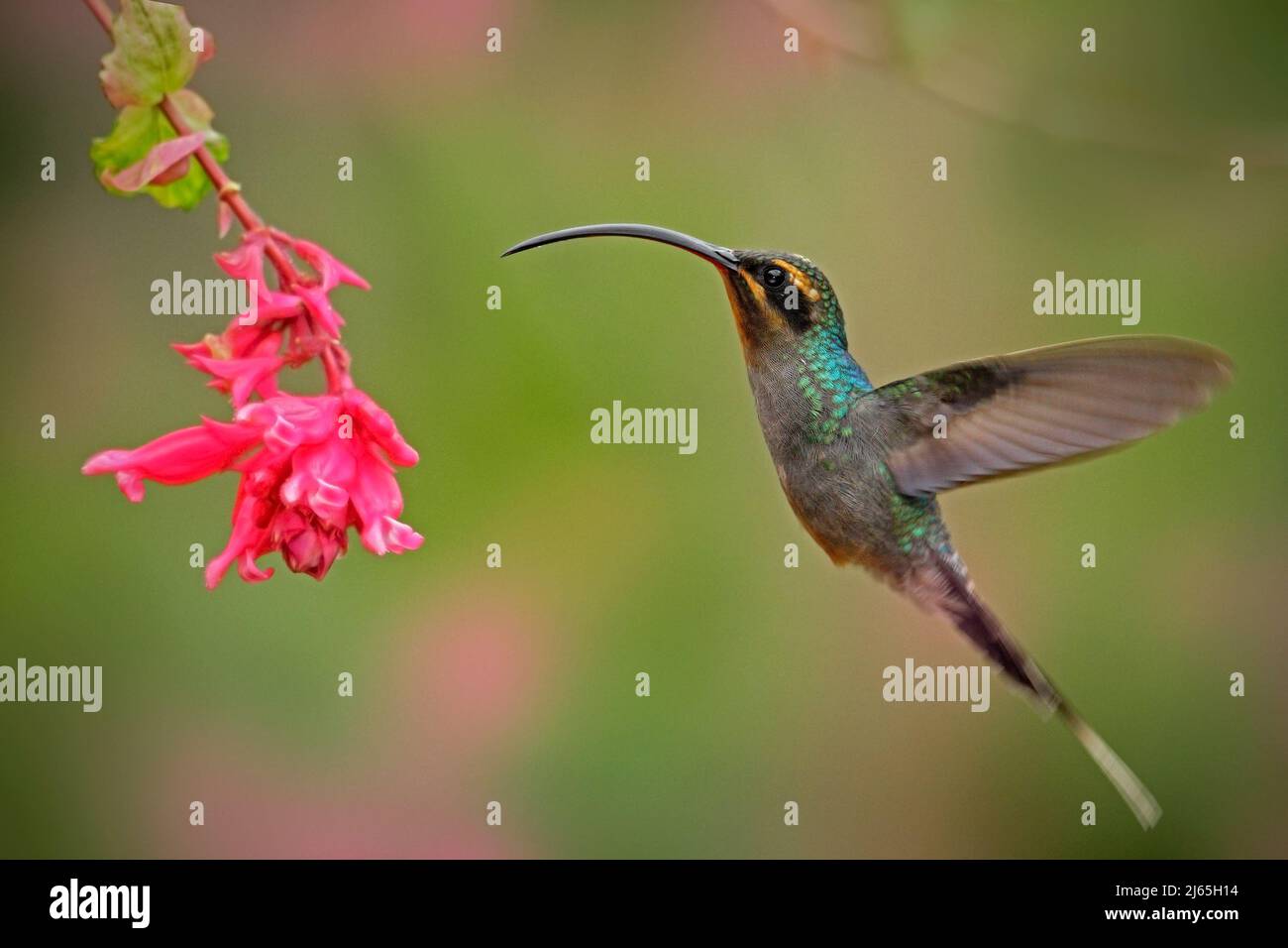 Hummingbird with long beak, Green Hermit, Phaethornis guy. Hummingbird ...