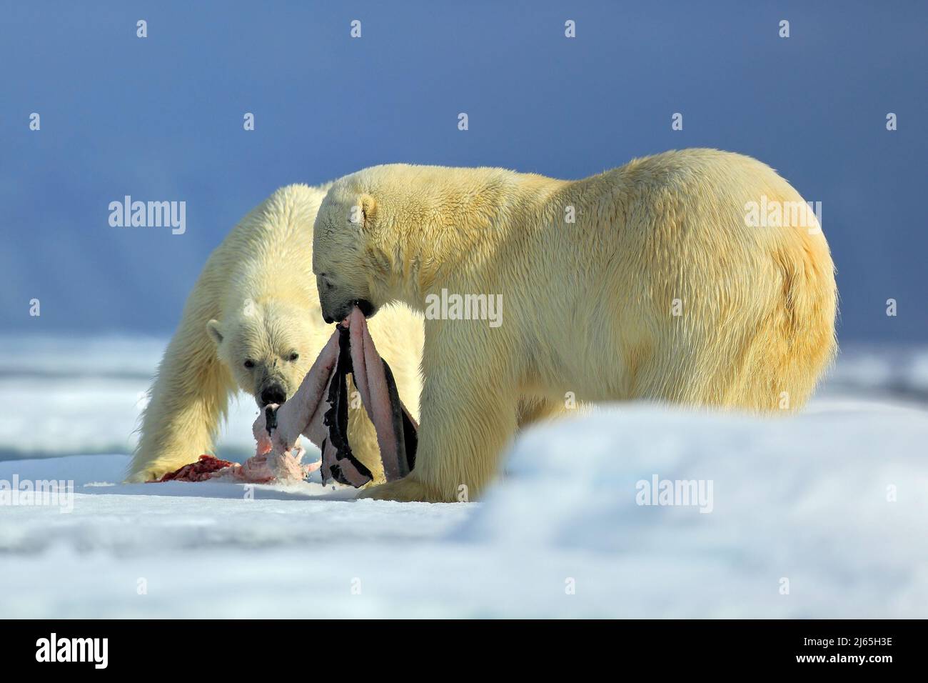 Polar bears, pair of big anilmals with seal pelt after feeding carcass ...