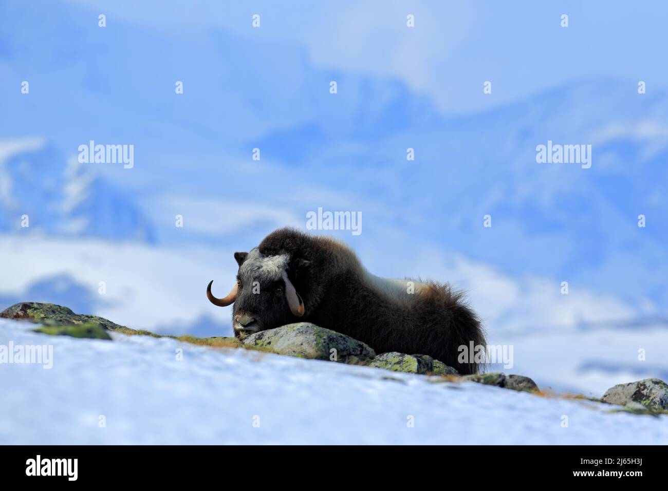 Musk Ox, Ovibos moschatus, with mountain Snoheta in the background, big ...