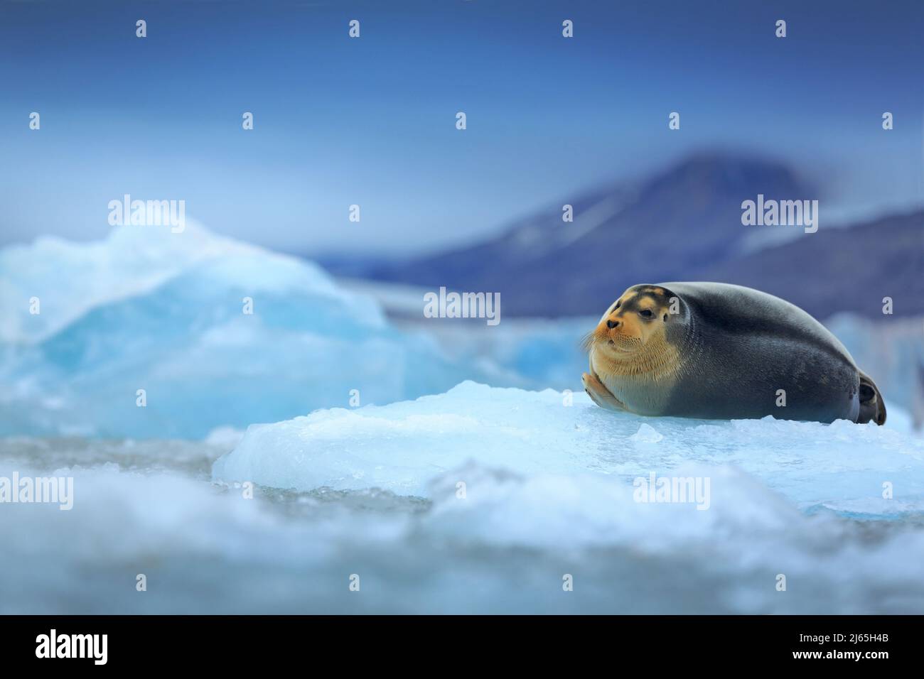 Bearded seal, lying sea animal on ice in Arctic Svalbard, winter cold ...
