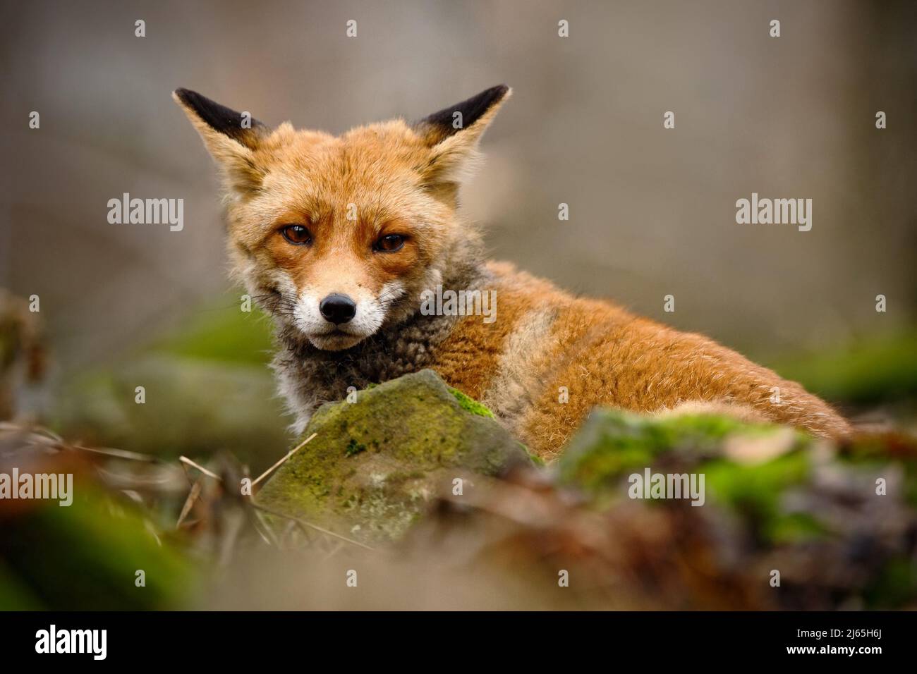 Cute Red Fox, Vulpes vulpes, animal at green forest with stones, in the ...