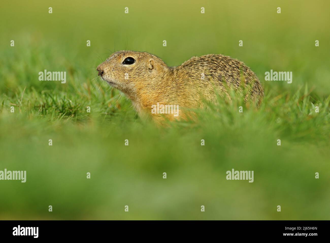 European Ground Squirrel, Spermophilus citellus, sitting in the green ...