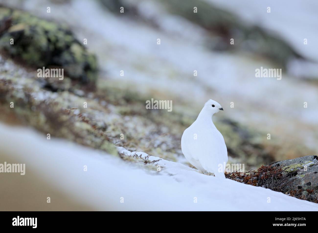 Rock Ptarmigan, Lagopus mutus, white bird sitting on the snow, bird in ...