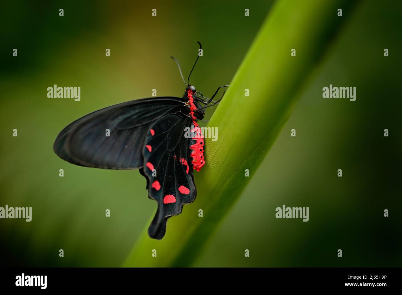 Beautiful black and red poison butterfly, Antrophaneura semperi, in the ...
