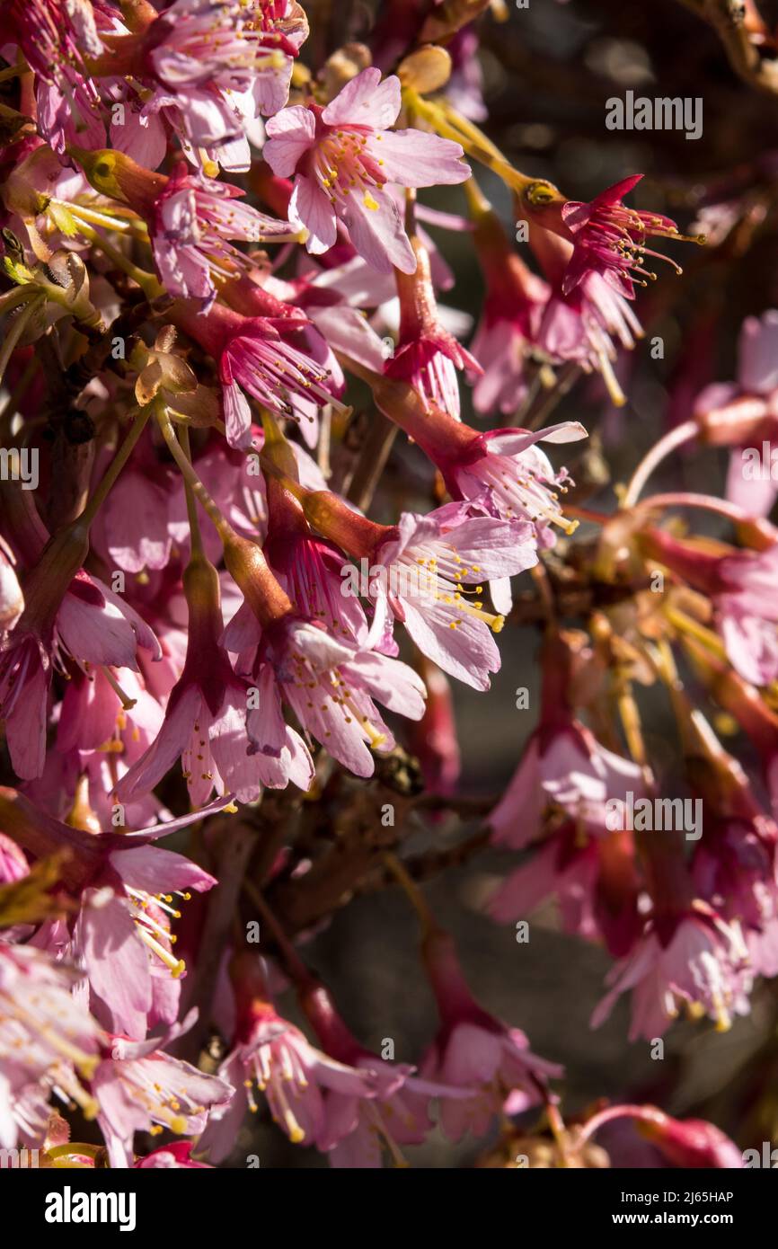 The pink flowers of Prunus incisa 'Paean' Stock Photo - Alamy