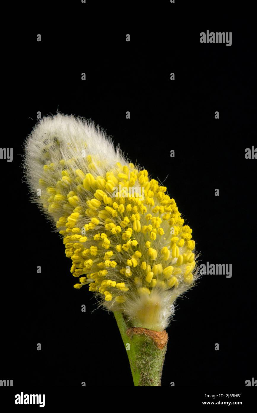 Salix caprea flower hi-res stock photography and images - Alamy