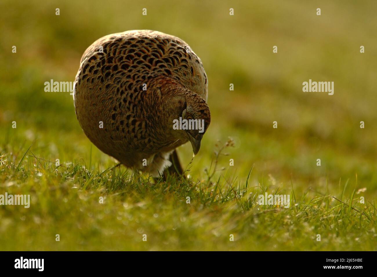 Female of Common Pheasant, bird with long tail on the green grass ...