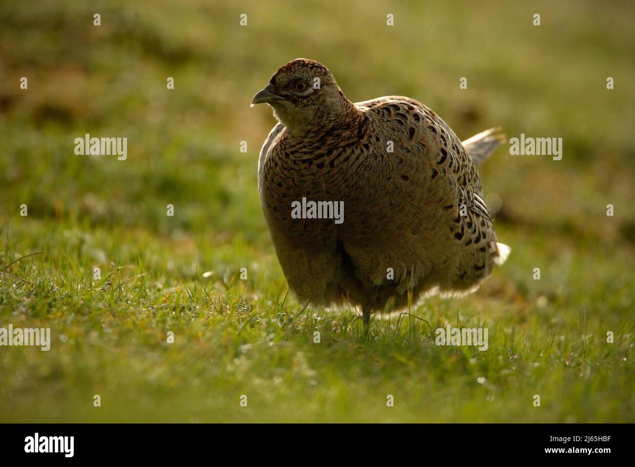 Female of Common Pheasant, bird with long tail on the green grass ...