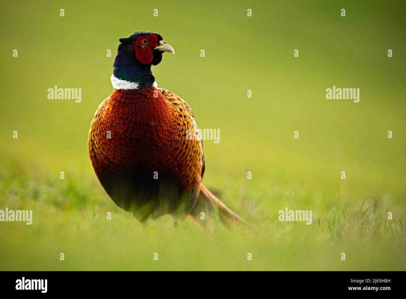 Common Pheasant, bird with long tail on the green grass meadow, animal ...