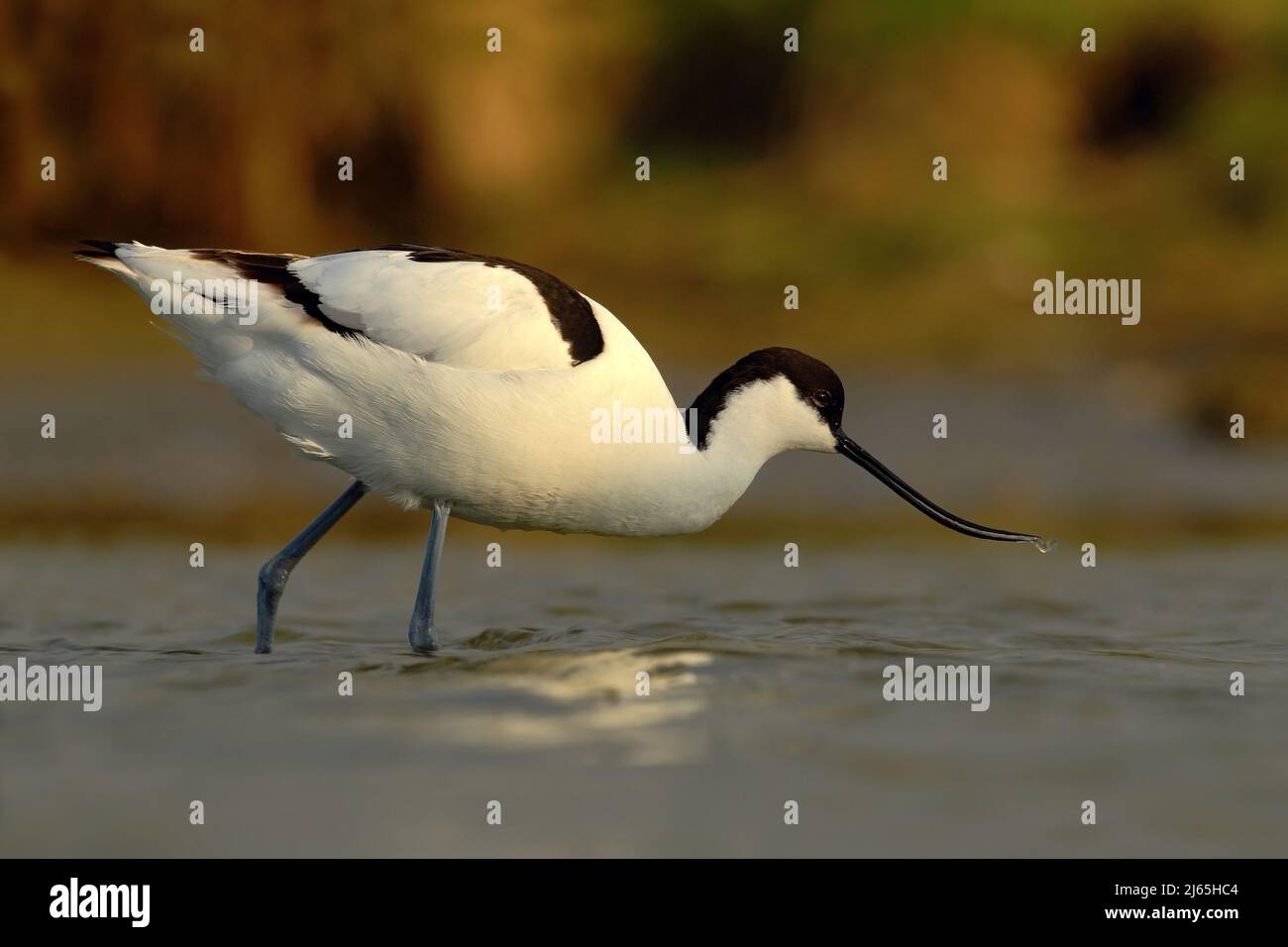 Black and white wader bird Pied Avocet, Recurvirostra avosetta, in ...