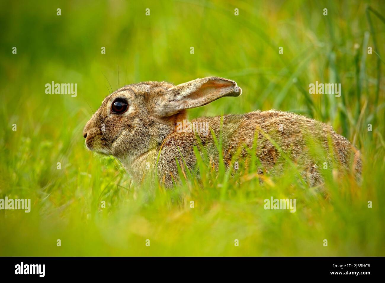 Cute rabbit with flower dandelion sitting in grass, animal in nature ...