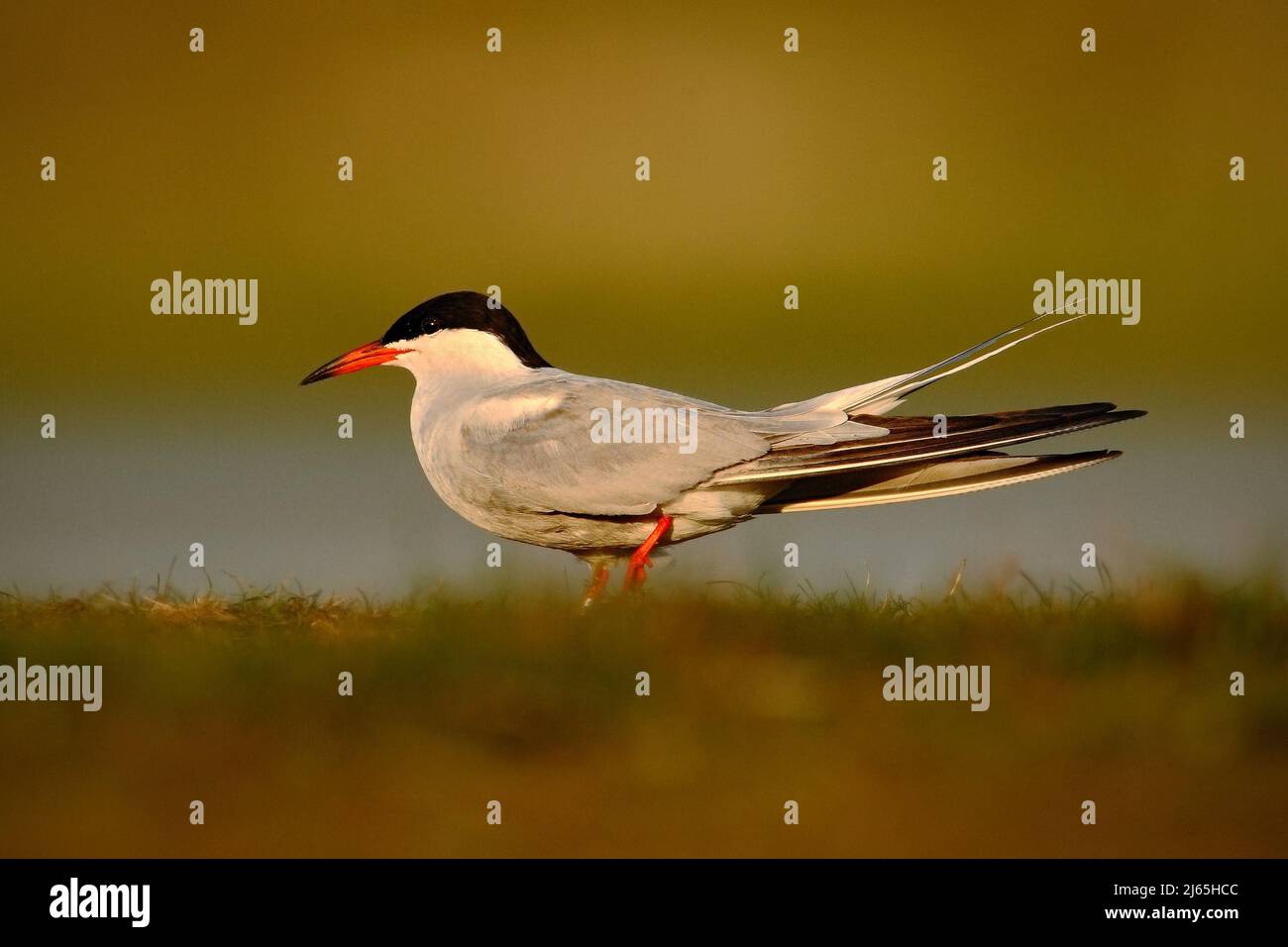 Common tern, Sterna hirundo, is a seabird of the tern family Sternidae ...
