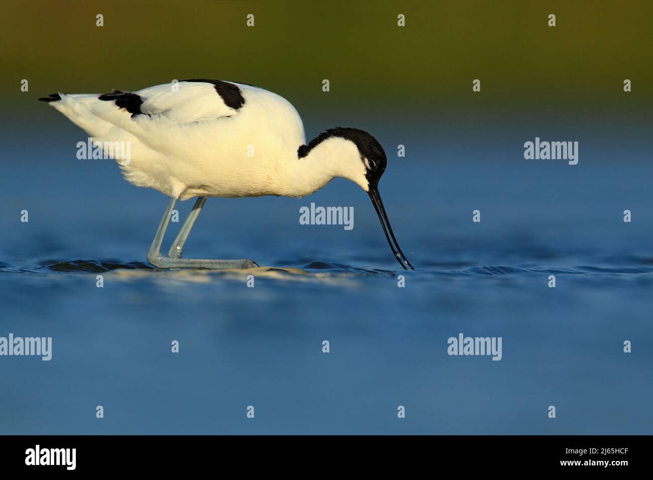Pied Avocet, Recurvirostra avosetta, black and white wader bird in blue ...
