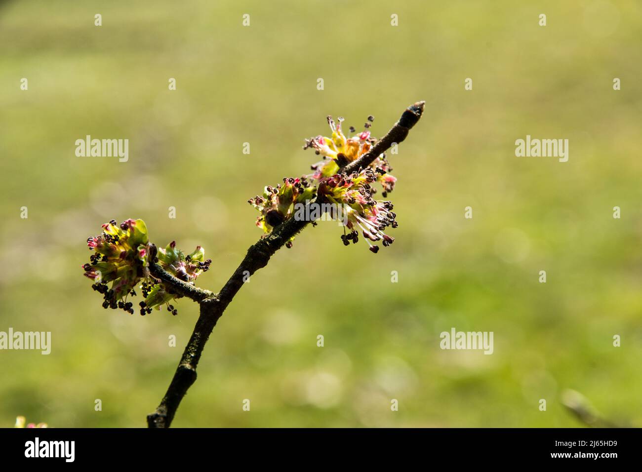 Ulmus glabra lutescens hi-res stock photography and images - Alamy