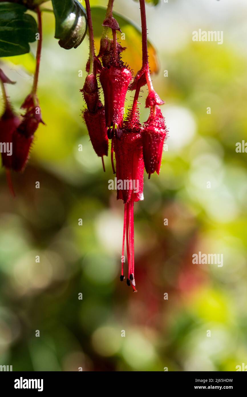 Pending flowers hi-res stock photography and images - Alamy