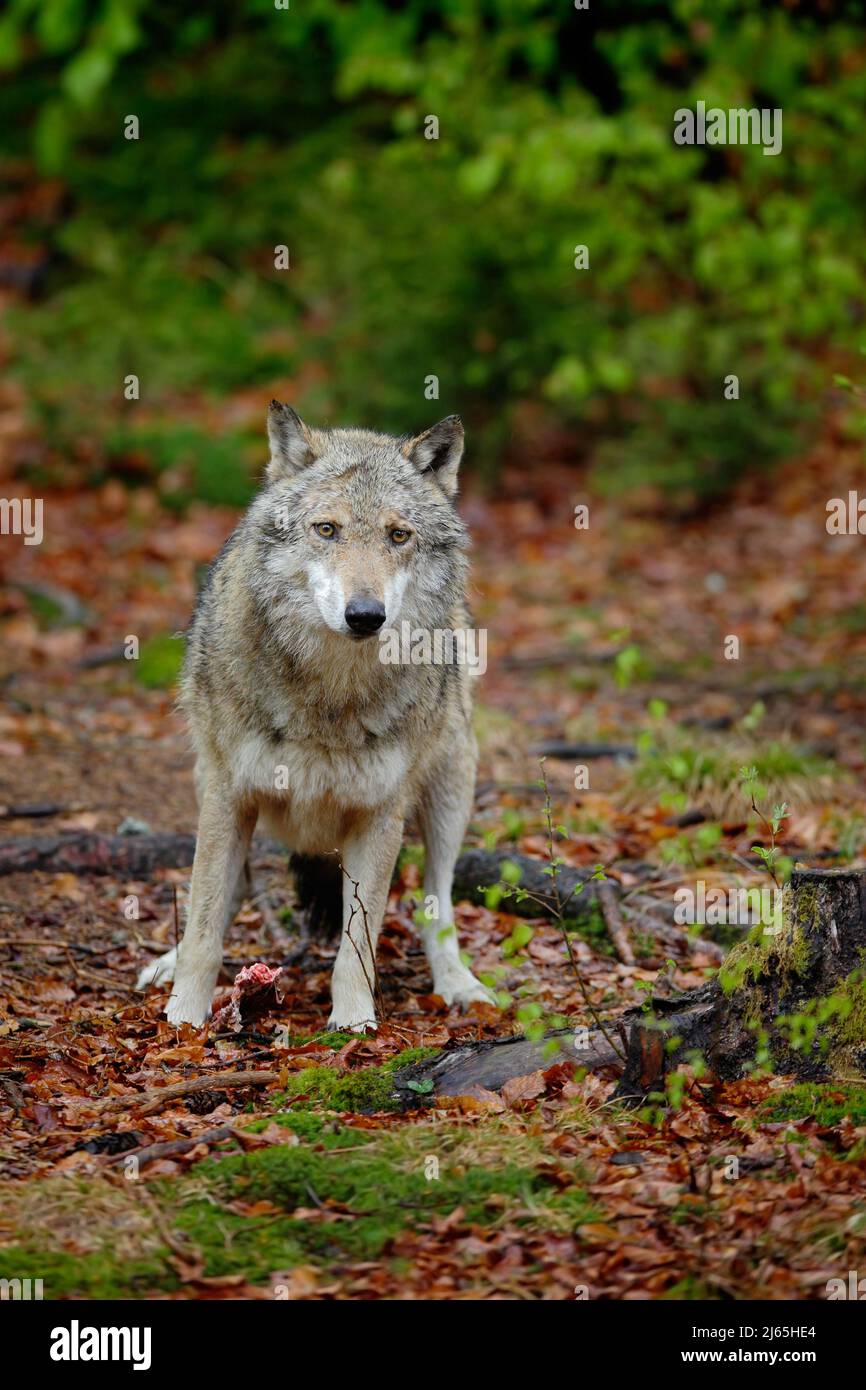 Gray wolf, Canis lupus, in the spring light green leaves forest Stock ...