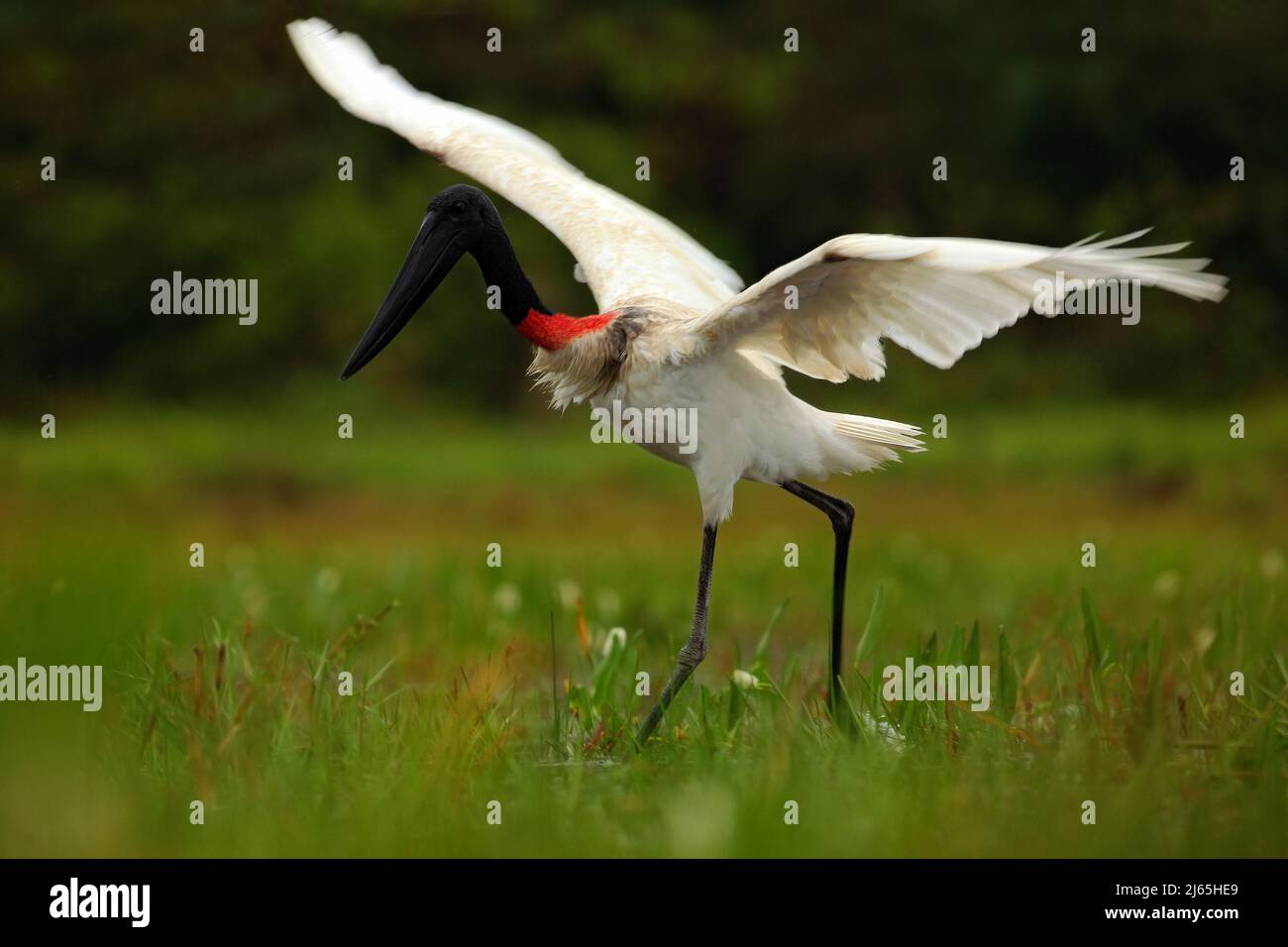 Jabiru, Jabiru mycteria, black and white bird in the green water with ...