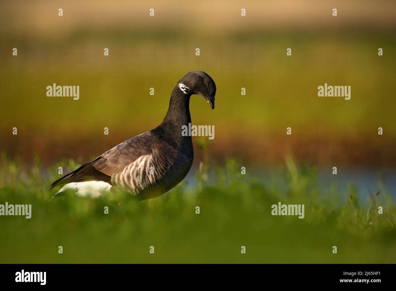 Brant or Brent Goose, Branta bernicla, black and white bird in the ...