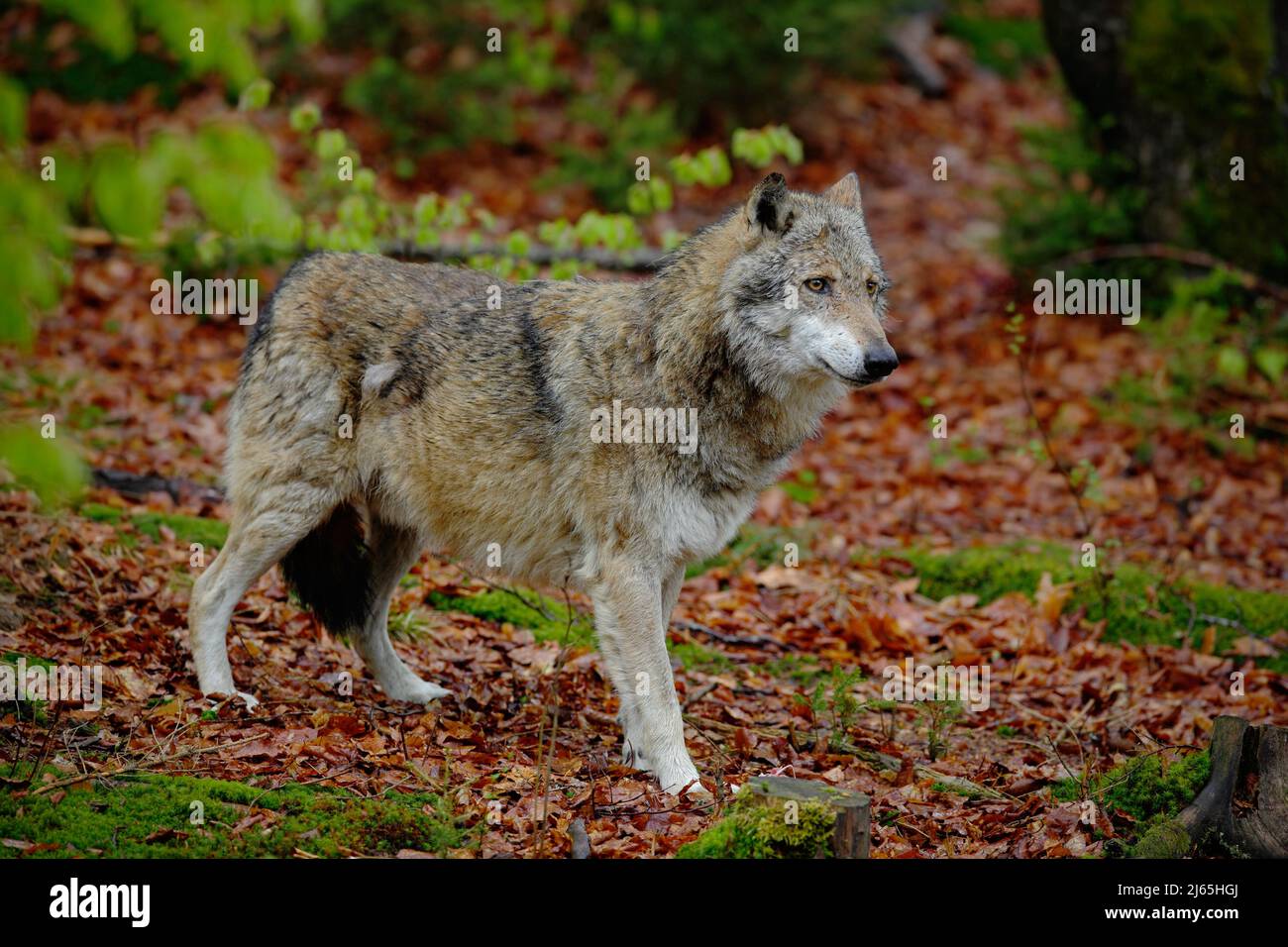 How savage wild that forest hi-res stock photography and images - Alamy