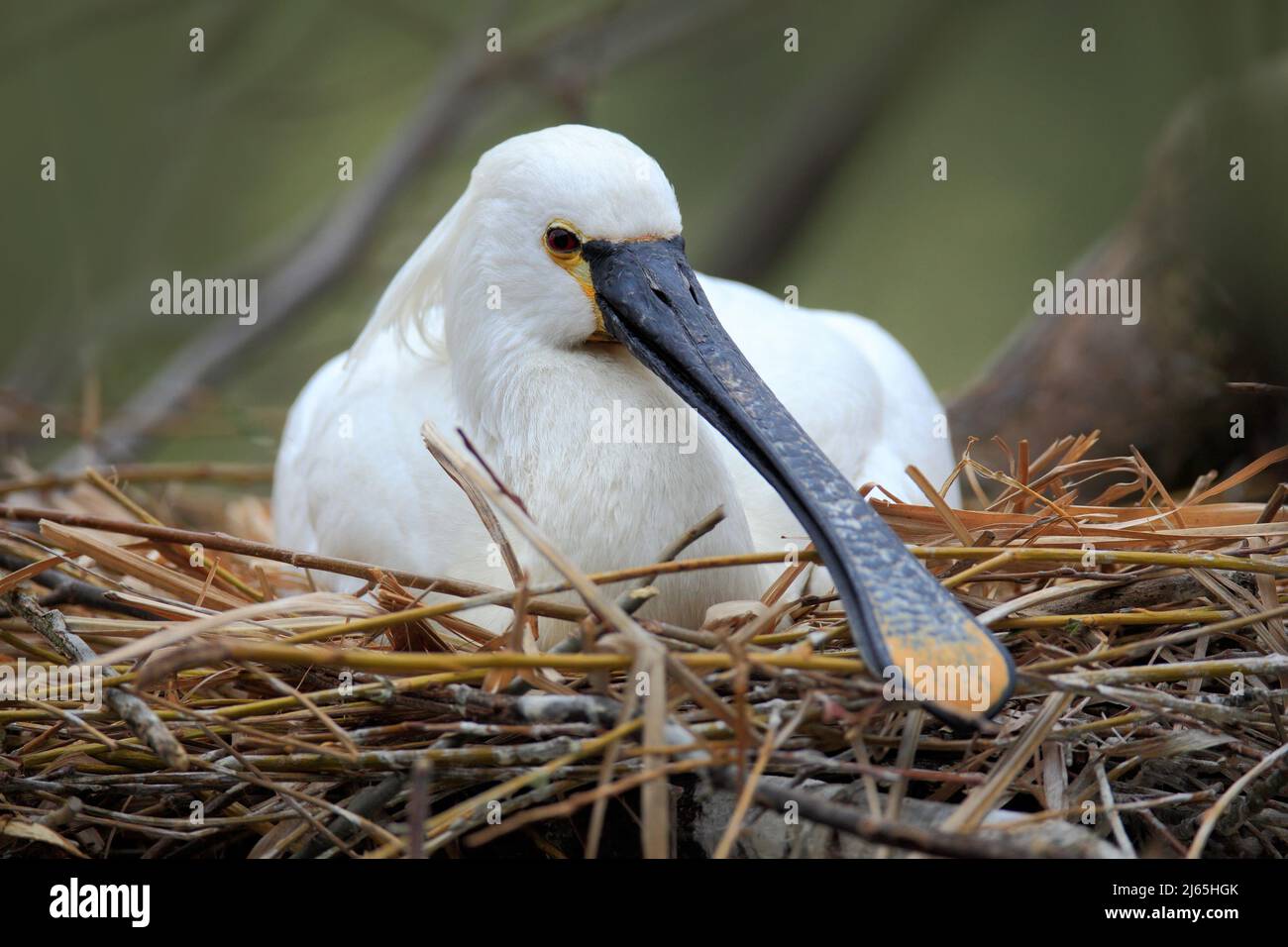 Eurasian Spoonbill, Platalea leucorodia, sitting on the nest, detail ...