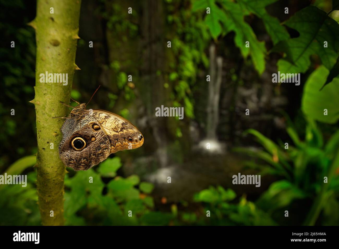 Beautiful butterfly Blue Morpho, Morpho peleides, in habitat, with dark ...